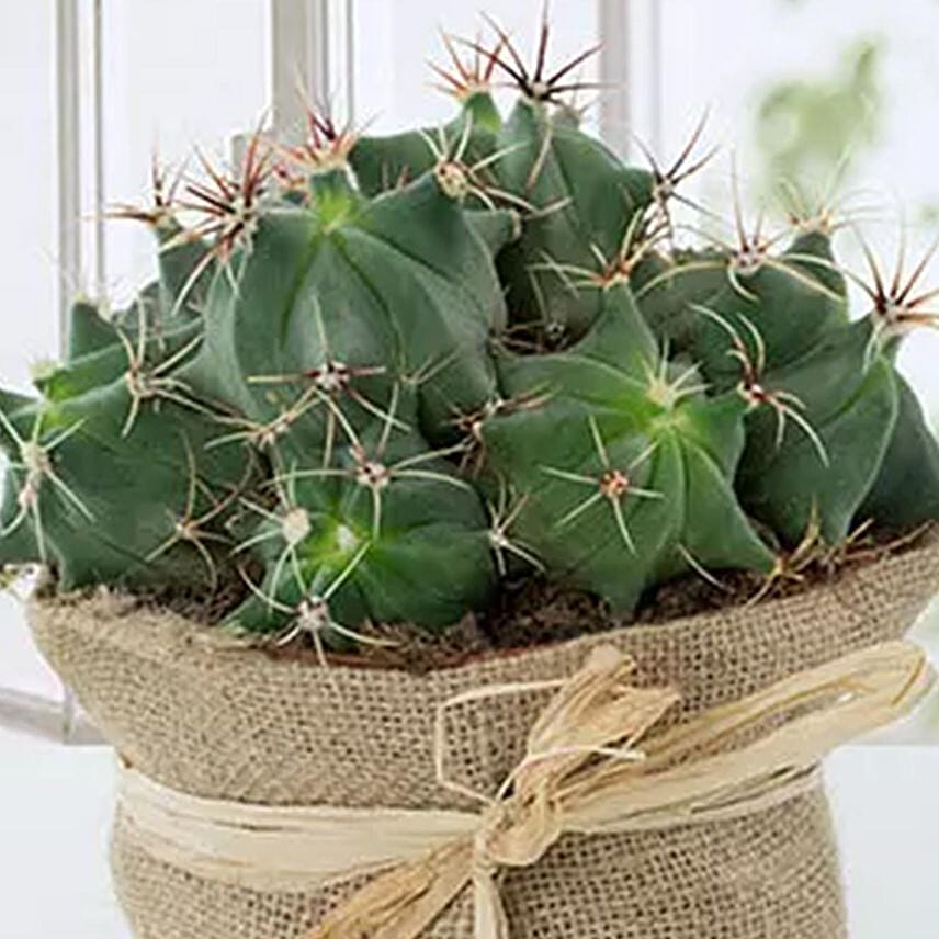 Online Lovely Cactus in Jute Wrapped Pot Gift Delivery in Singapore - FNP