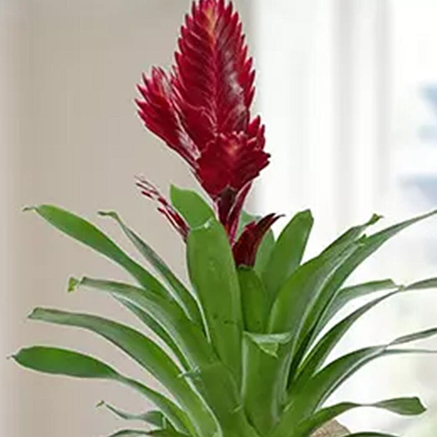 Online Vriesea Christiane Jute Wrapped Potted Plant Gift Delivery in ...