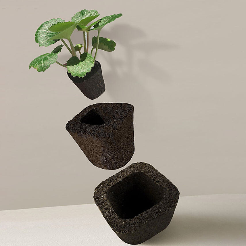 Online Pafcal Green Plant Gift Delivery in Singapore - FNP