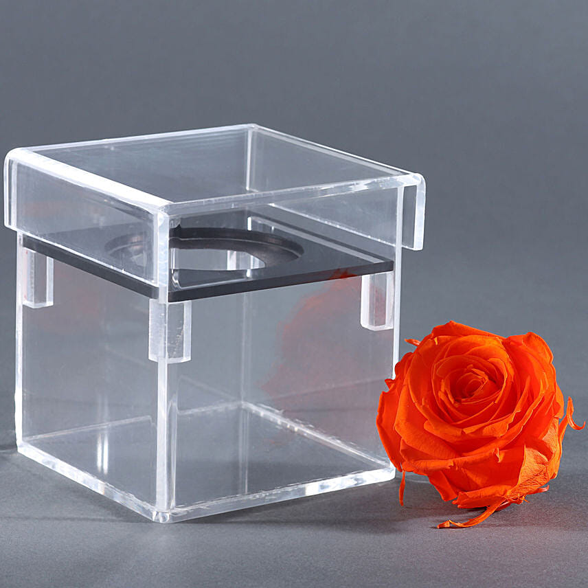 Online Orange Forever Rose Enclosed In Acrylic Box Gift Delivery in ...