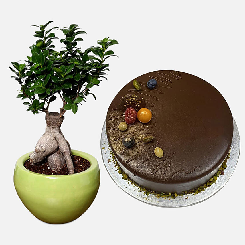 Online Chocolate Cake With Bonsai Plant Gift Delivery in Singapore - FNP