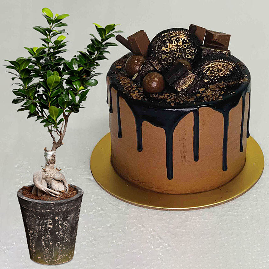 Online The Top Cake With Ficus Bonsai Plant Gift Delivery in Singapore ...
