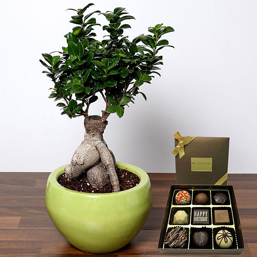 Online Bonsai Plant with Happy Birthday Chocolate Gift Delivery in ...