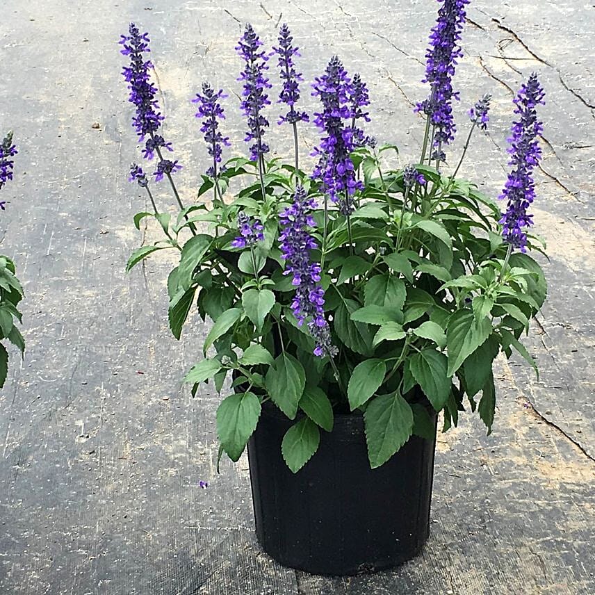 Online Salvia Plant Pot Combo Gift Delivery in Singapore - FNP