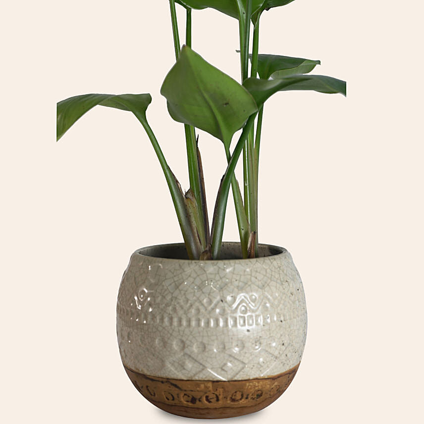 Online Chinese Taro Gift Delivery in Singapore - FNP