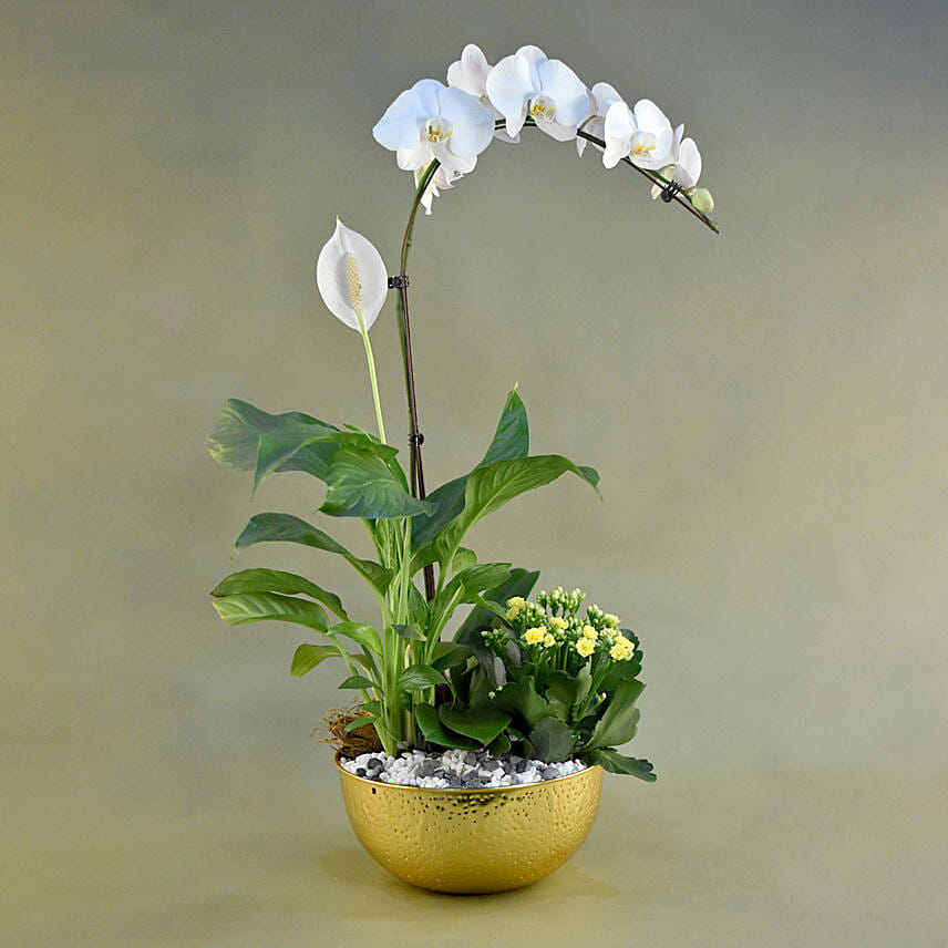 Online Flowering Plants In Golden Pot Gift Delivery in Singapore - FNP