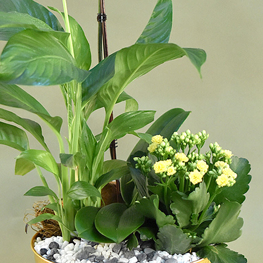 Online Flowering Plants In Golden Pot Gift Delivery in Singapore - FNP