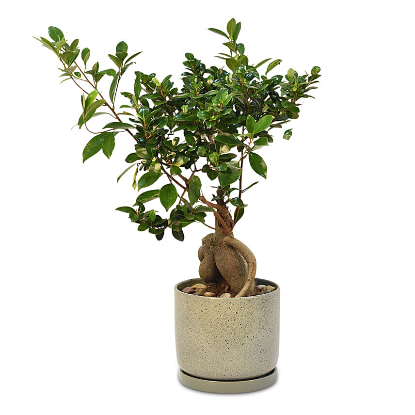 Online Gracious Ficus Bonsai T Delivery In Singapore Fnp