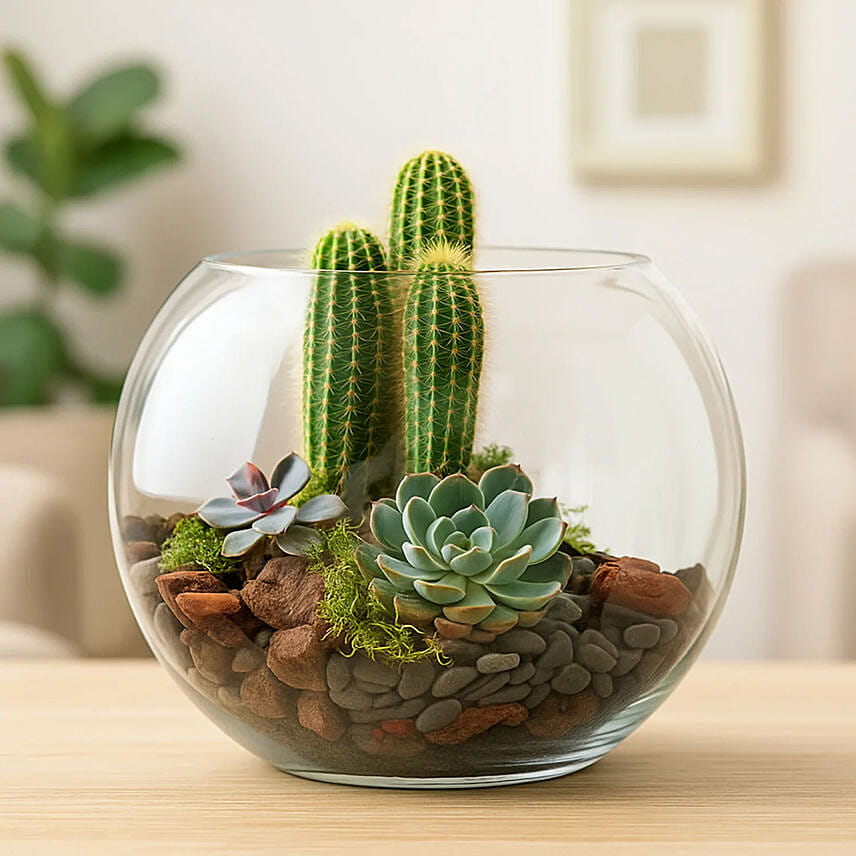Online Lovely Echeveria & Cactus In Fish Bowl Gift Delivery in ...