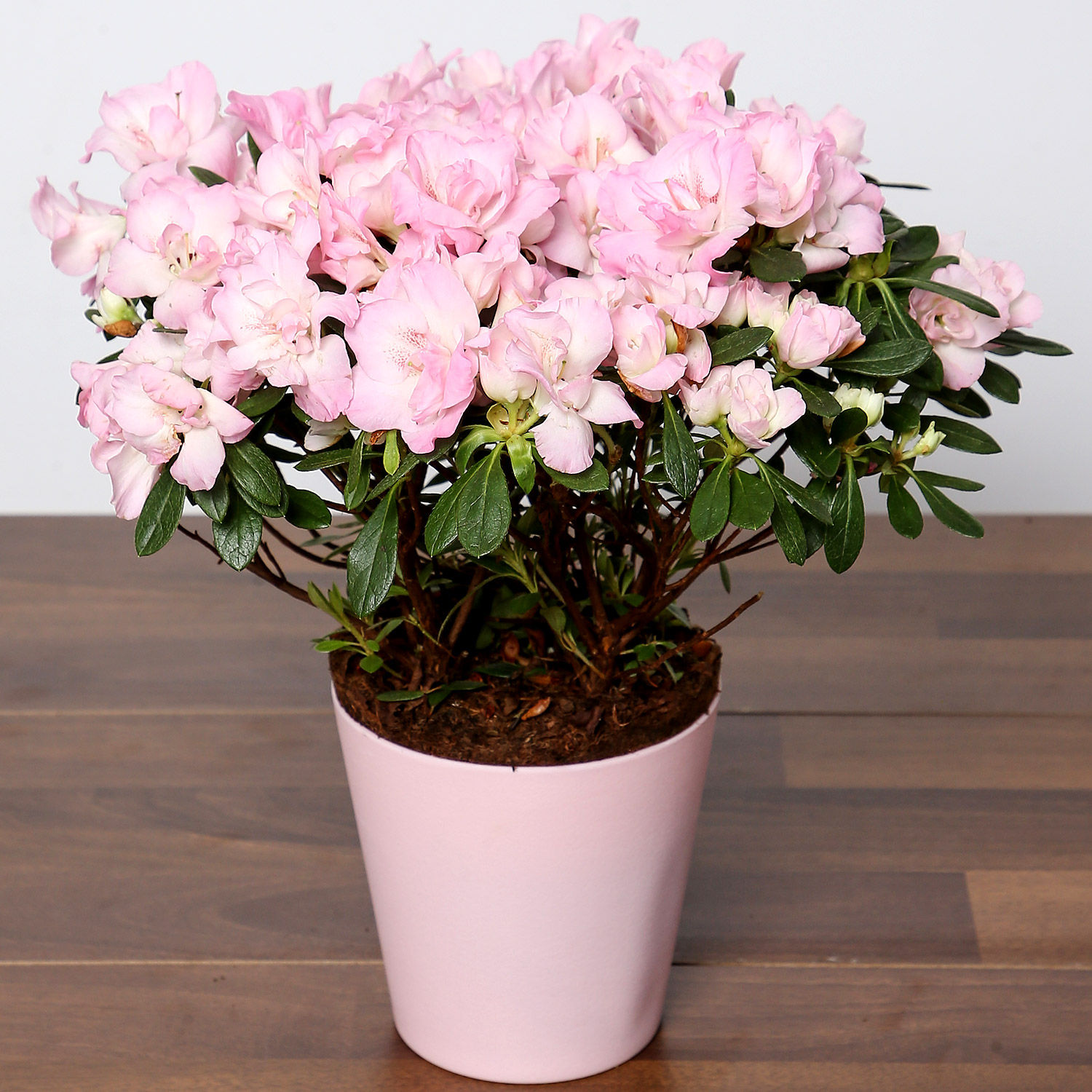 Online Beautiful Pink Azalea Plant Gift Delivery in Singapore - FNP