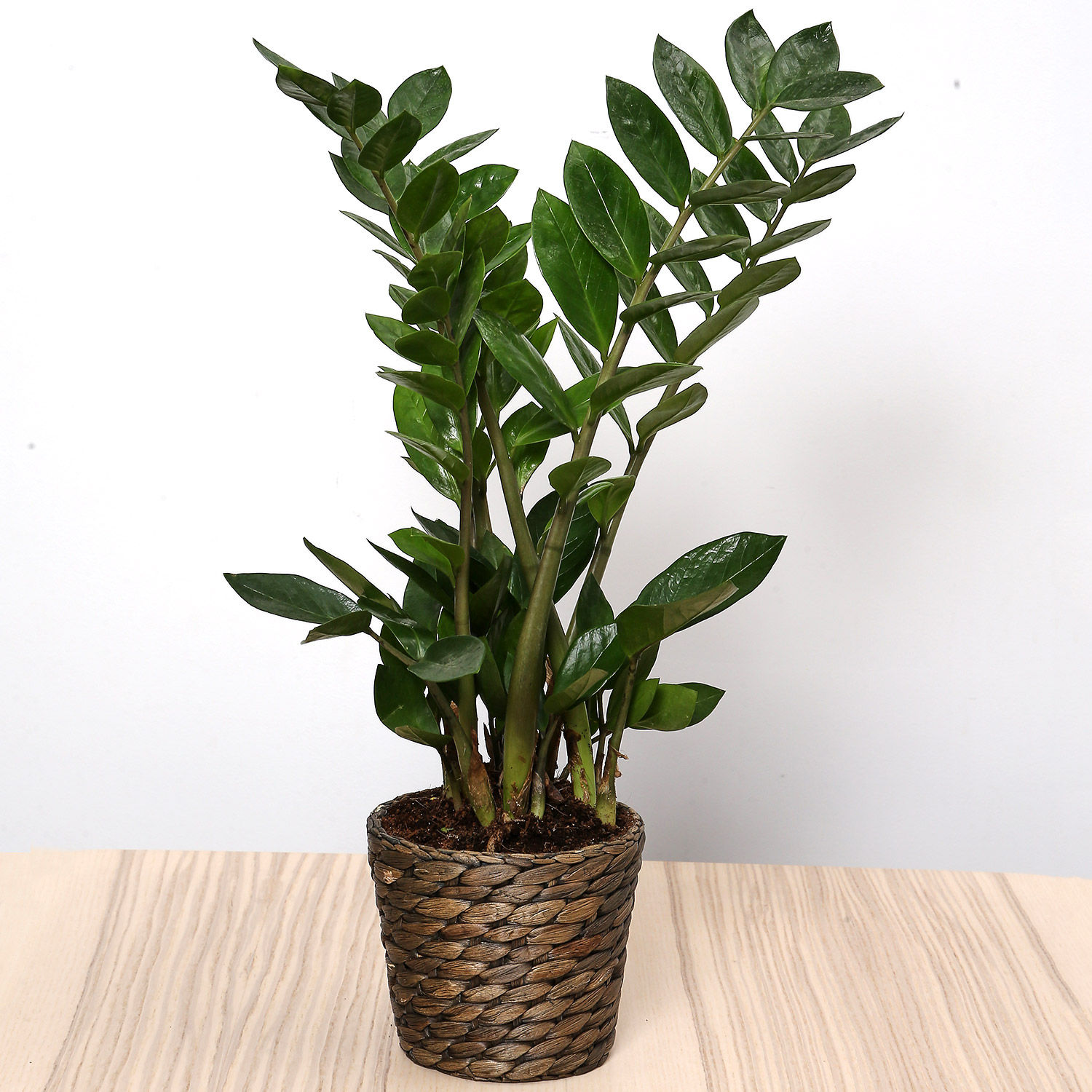 Online Green Zamia Plant Gift Delivery in Singapore - FNP