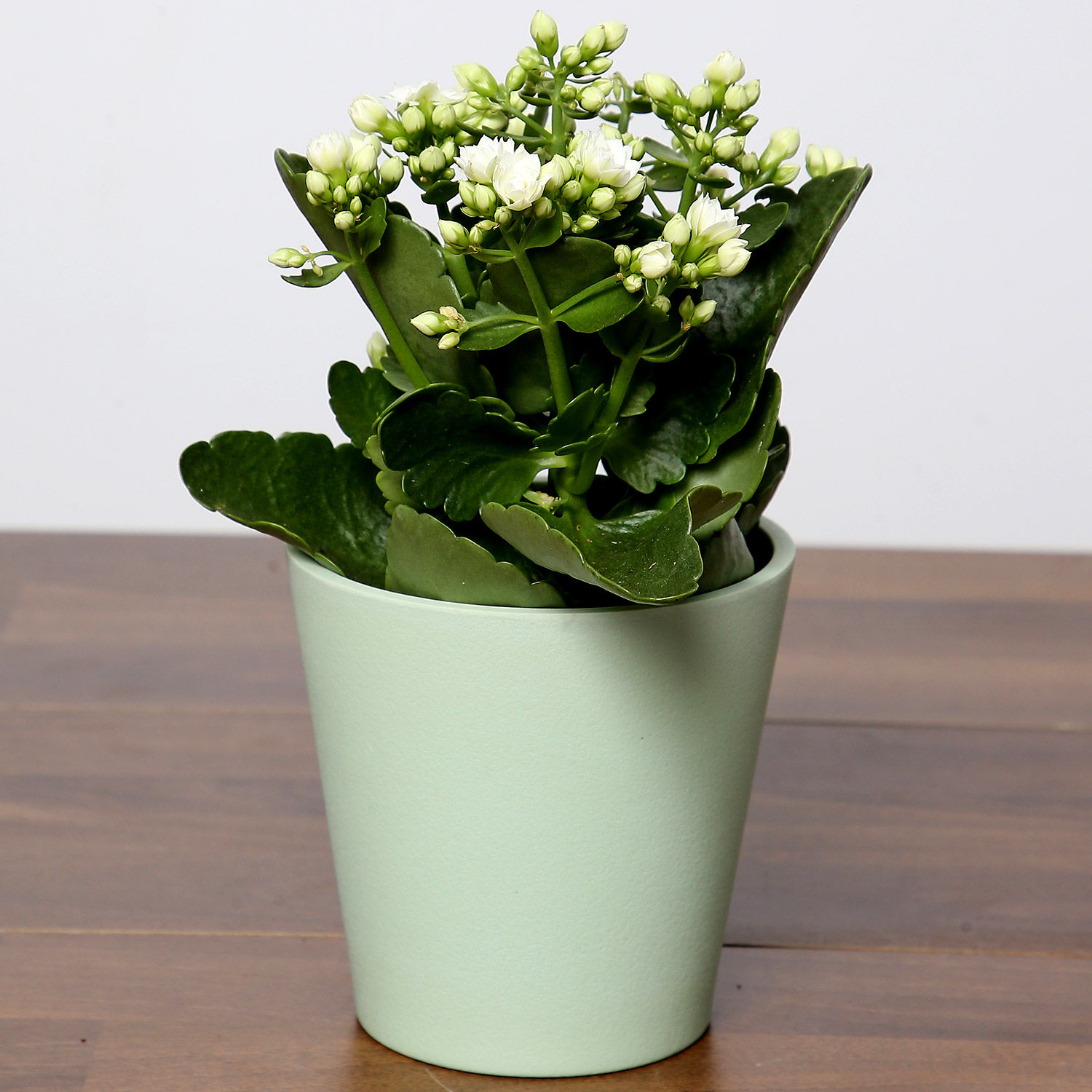 Online White Kalanchoe Plant In Green Pot Gift Delivery in Singapore - FNP