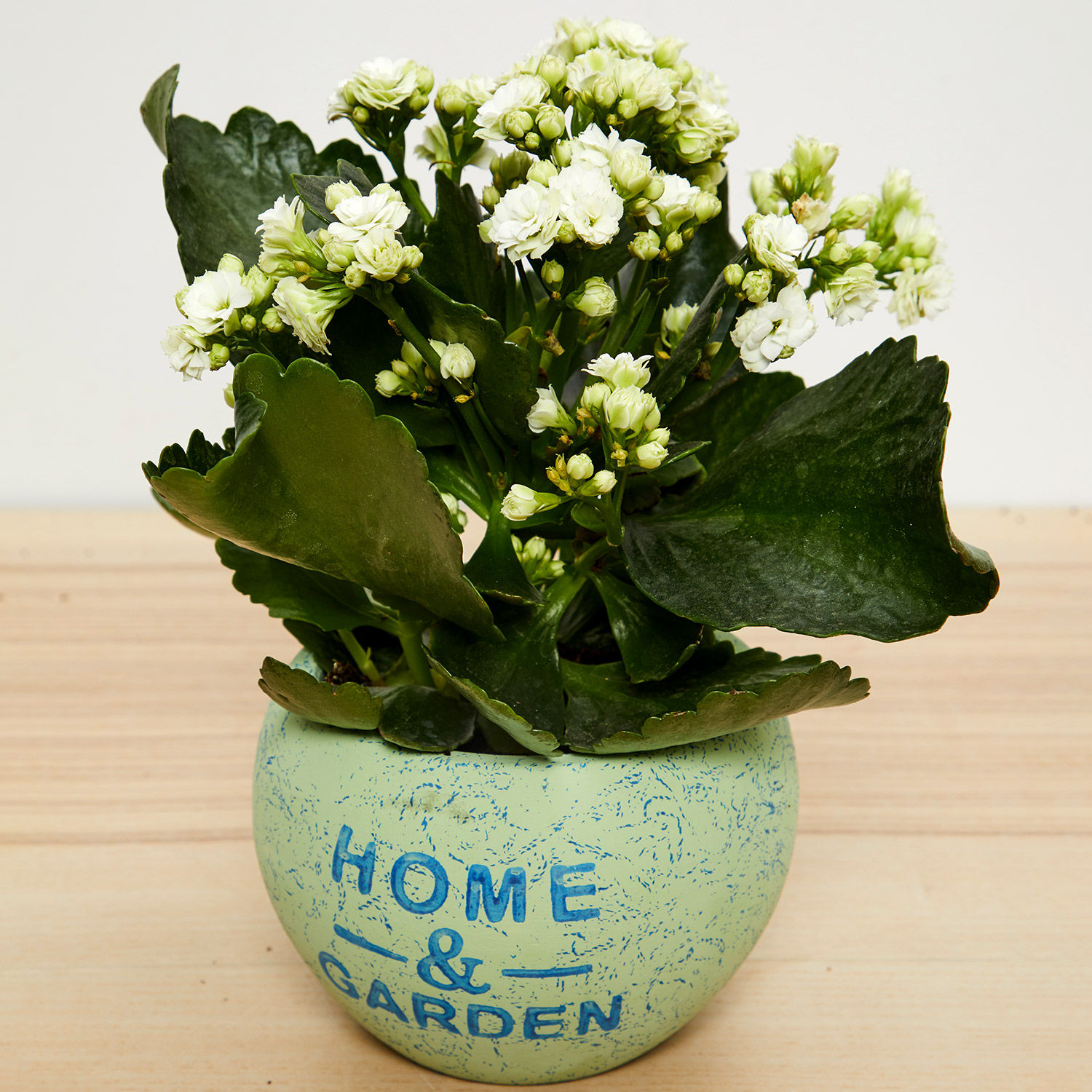 Online White Kalanchoe Plant In Beautiful Pot Gift Delivery in ...