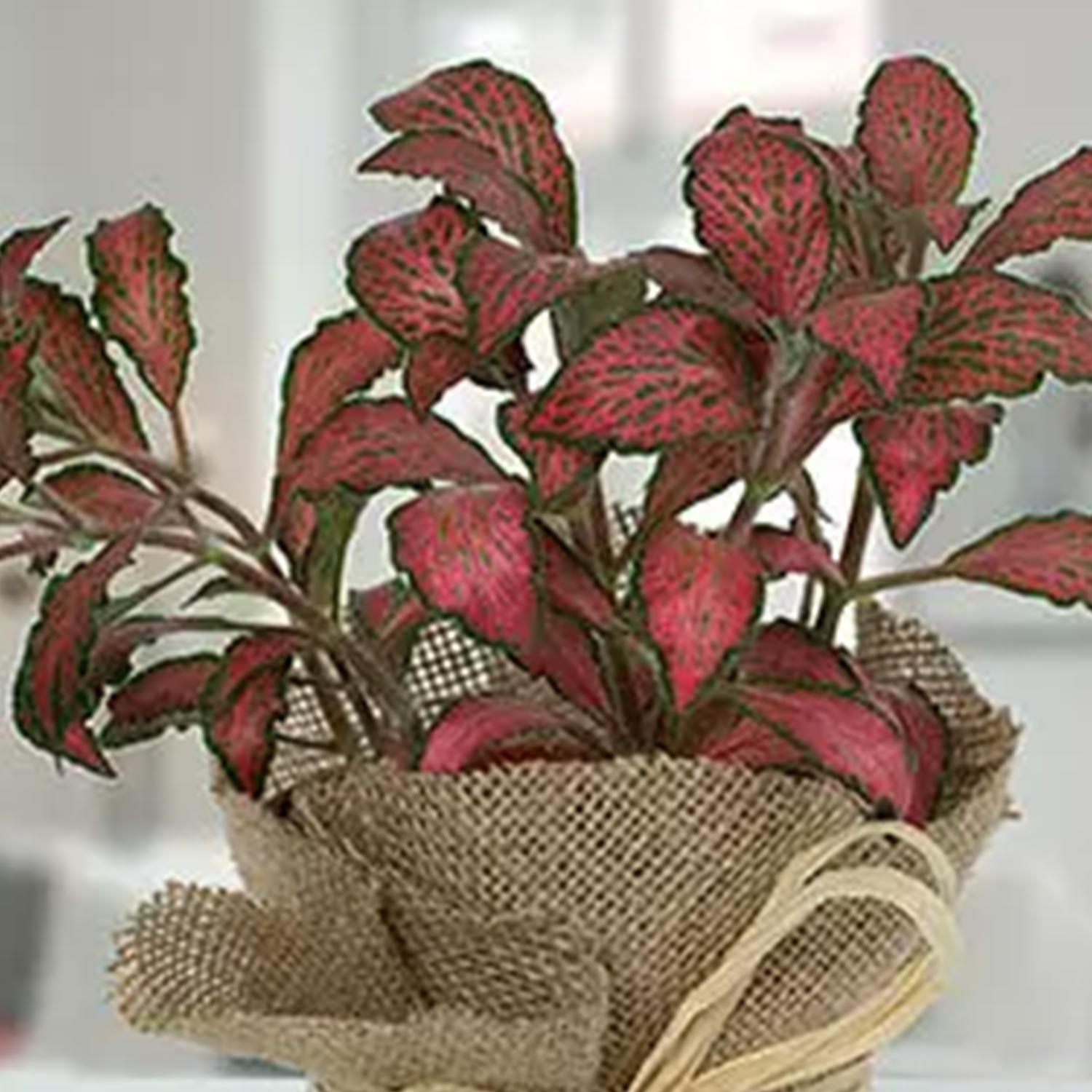 Online Lovely Fittonia Plant N Jute Wrapped Pot Gift Delivery in ...