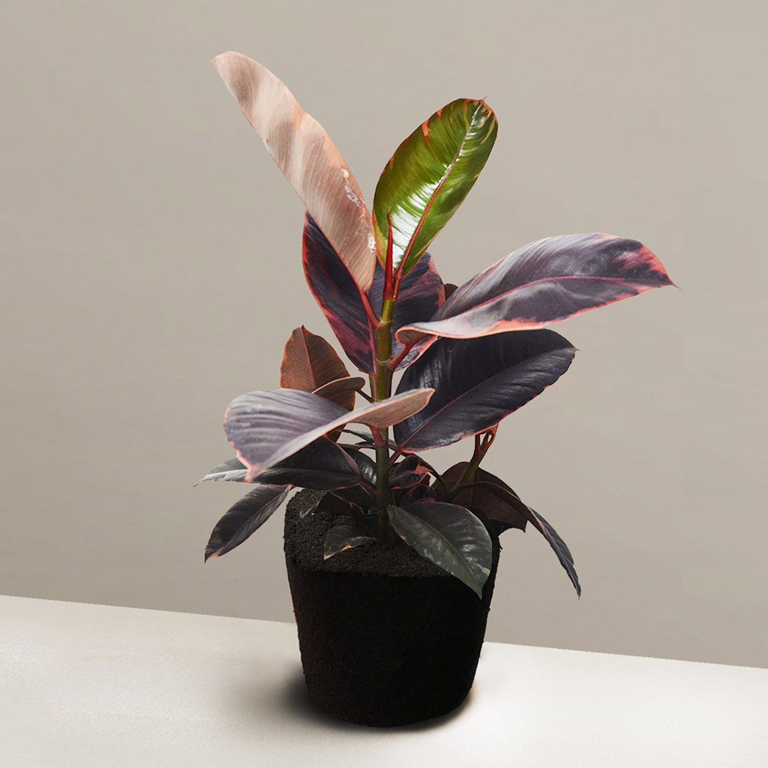 Online Exotic Ficus Elastica Ruby Plant Gift Delivery in Singapore - FNP