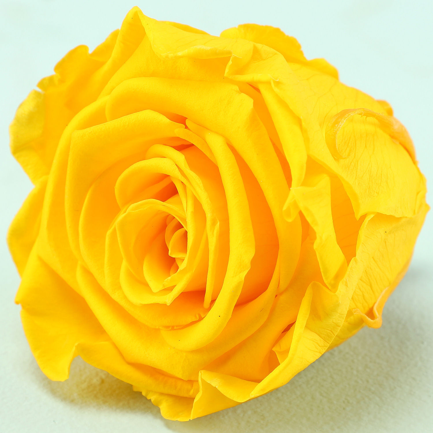 Online Lovely Yellow Forever Rose With Rocher Gift Delivery in ...