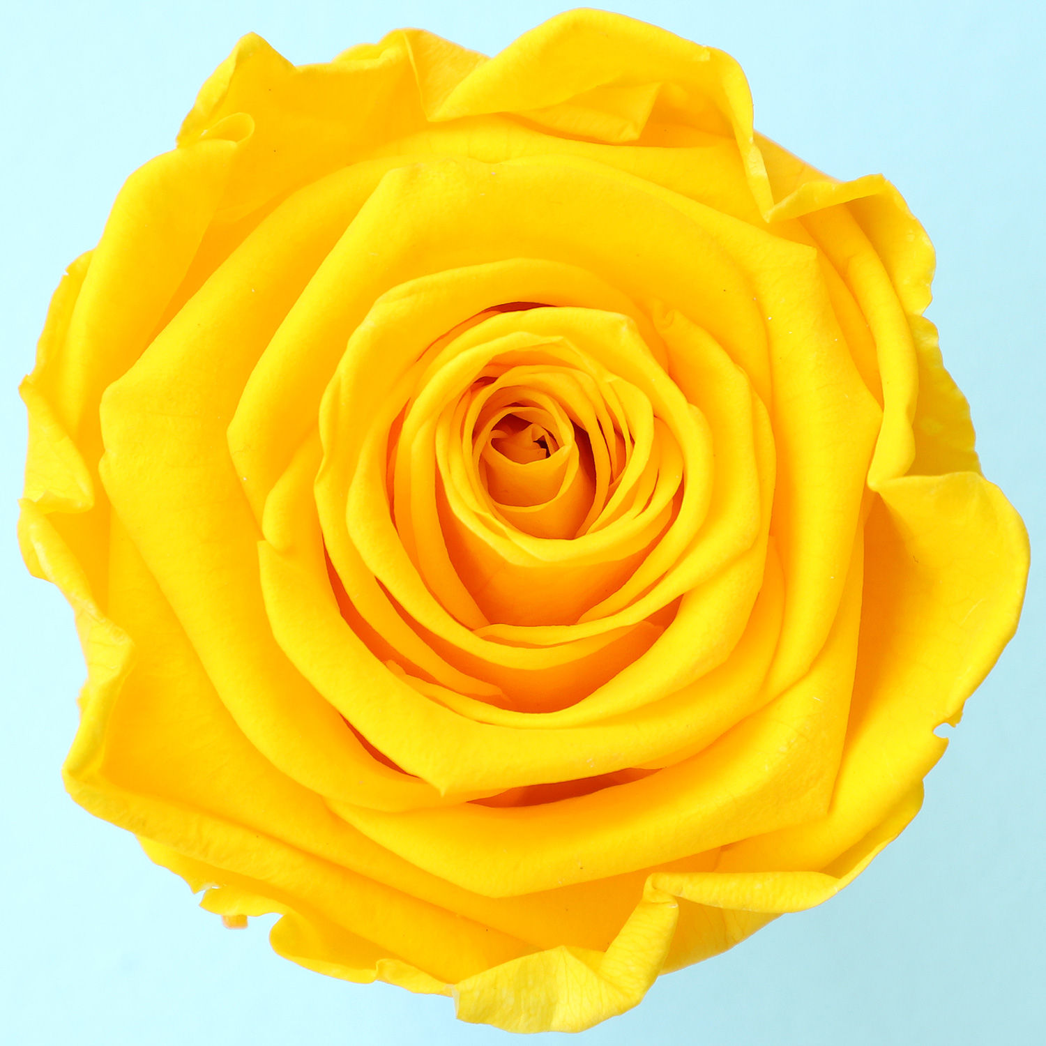 Online Lovely Yellow Forever Rose With Rocher Gift Delivery in ...