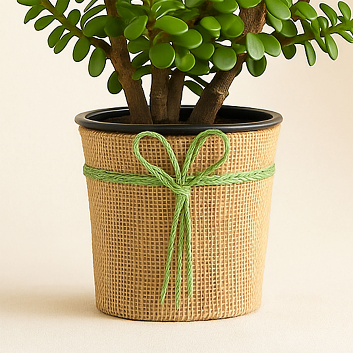 Online Beautiful Classic Jade Plant Gift Delivery in Singapore - FNP