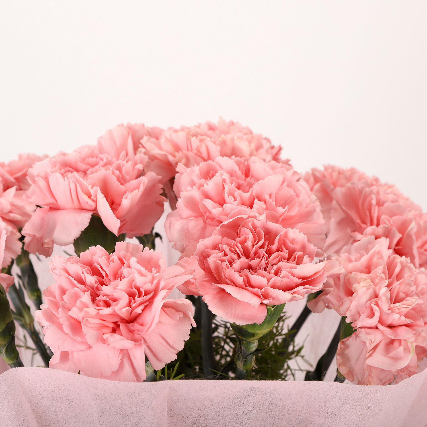 Online Radiant 10 Pink Carnations Bunch Gift Delivery in Singapore - FNP