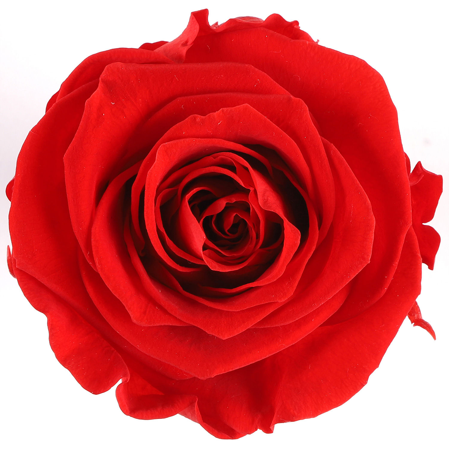 Online Forever Red Rose In Black Box Gift Delivery in Singapore - FNP