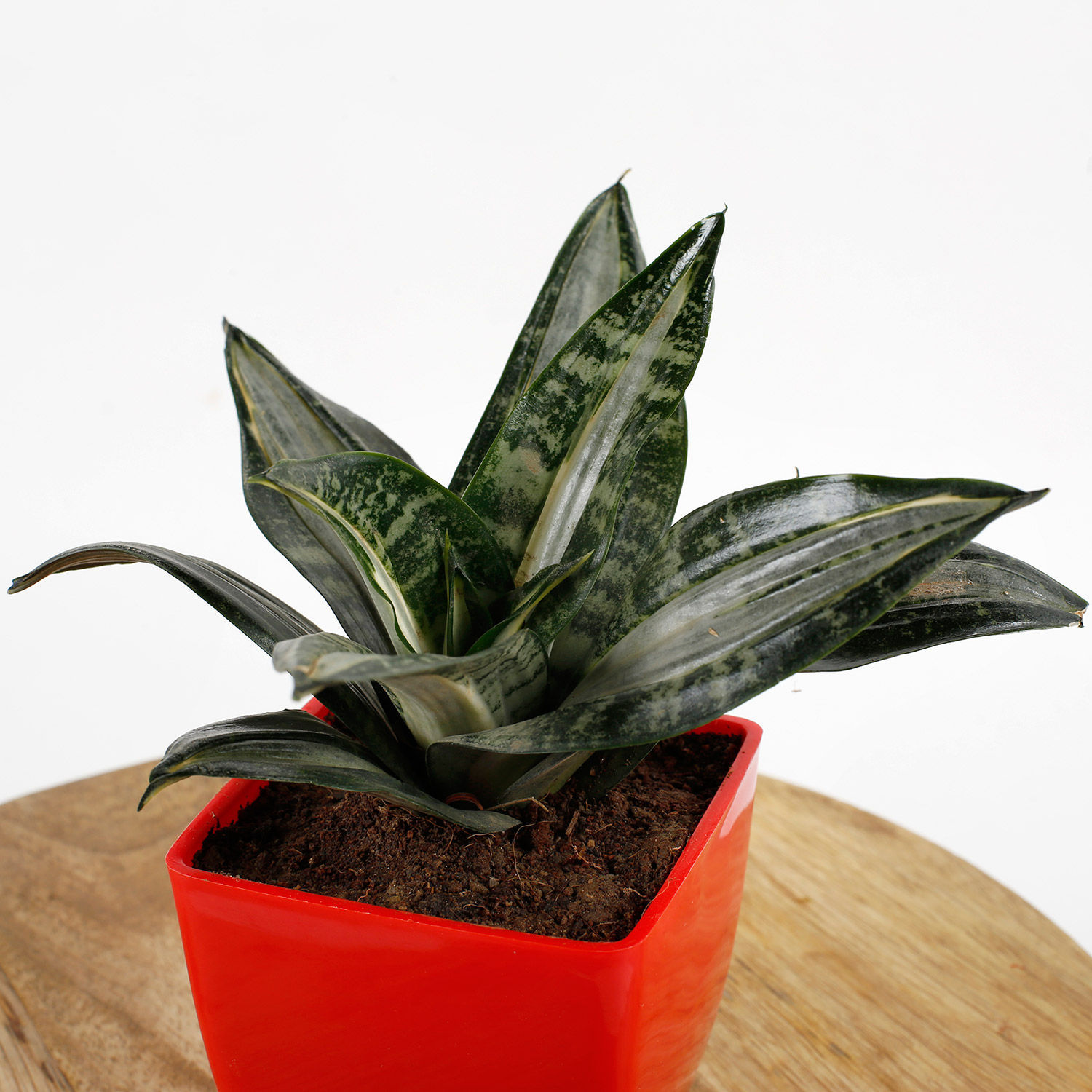 Online Sansevieria Whitney Plant In Red Imported Plastic Pot Gift ...