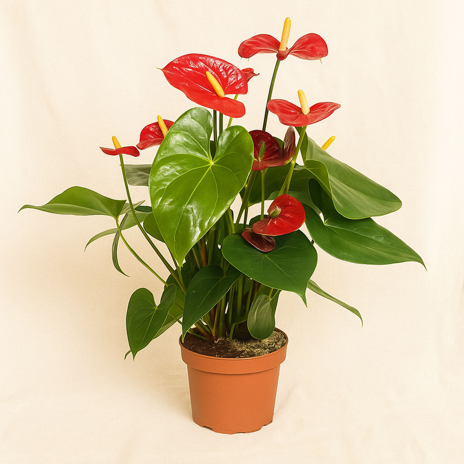 Online Anthurium Plant In Round Red Pot Gift Delivery in Singapore - FNP