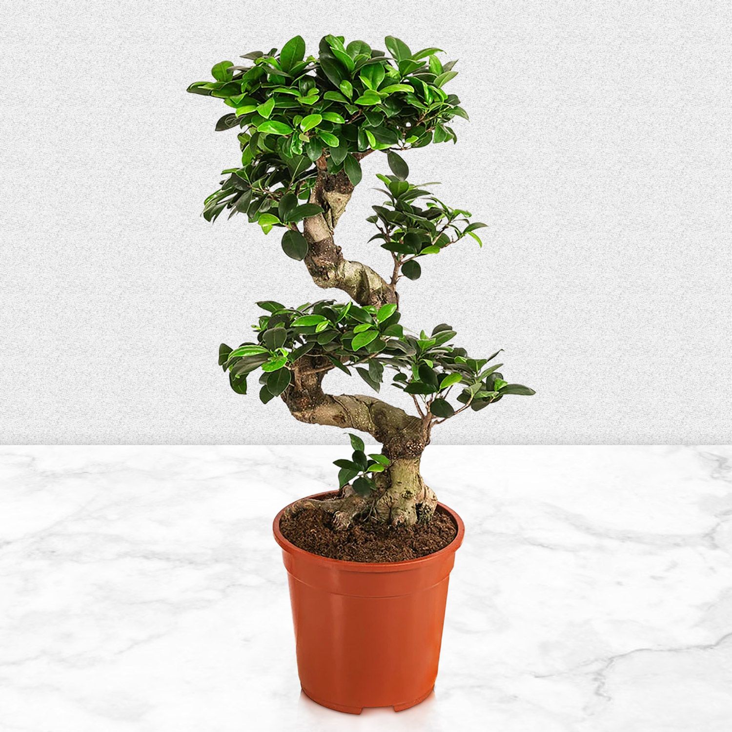 Online Raspberry Lychee Cake with Enchanting Bonsai Plant Gift Delivery ...