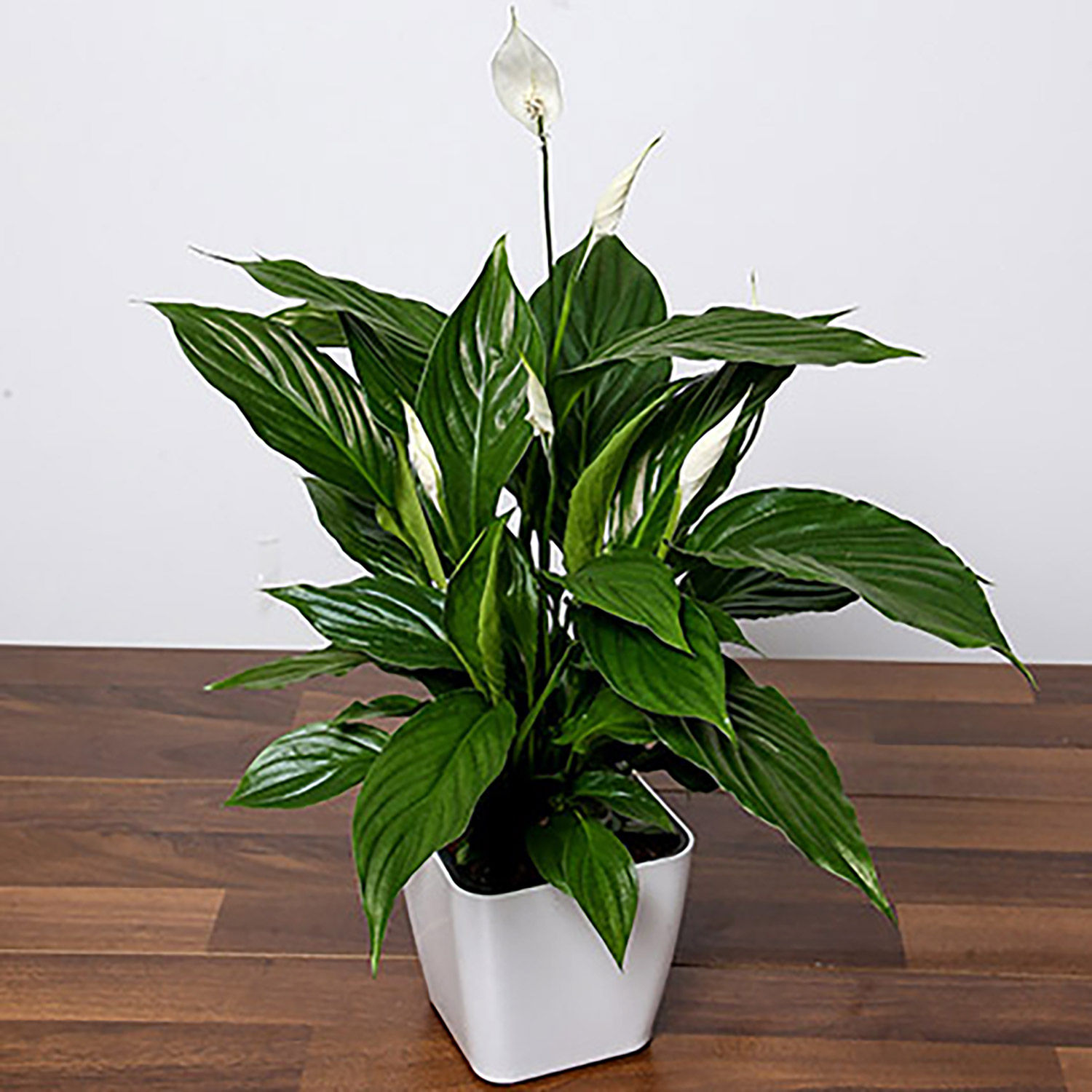 Online Peace Lily Plant In White Pot Gift Delivery in Singapore - FNP