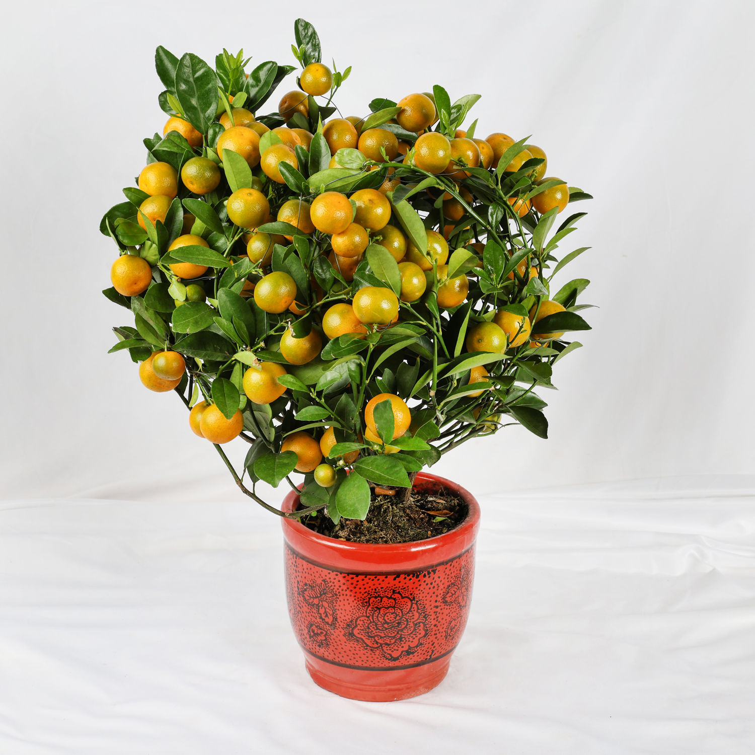 Online Orange Tree Pot Gift Delivery in Singapore - FNP