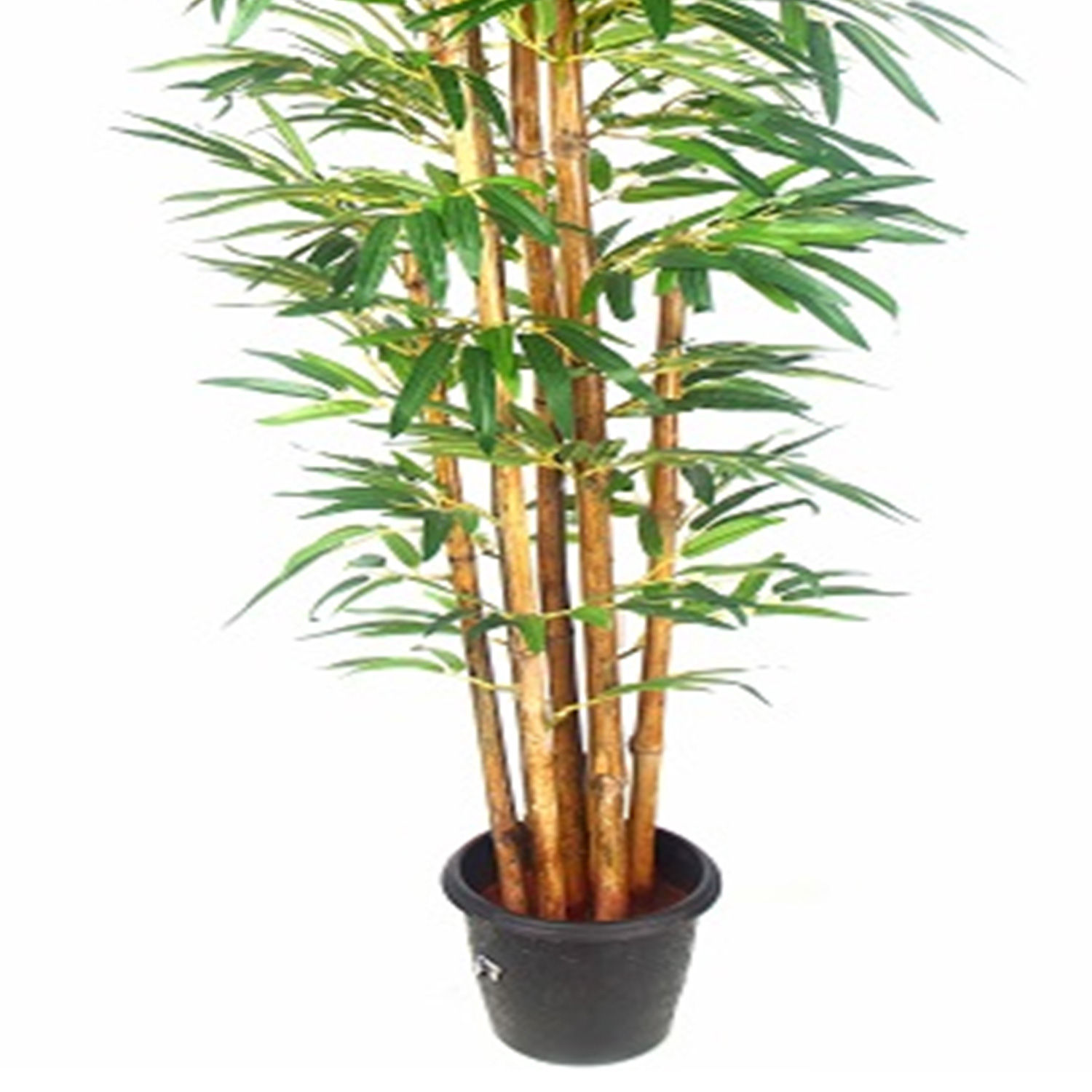 Online Buddha Bamboo Plant Pot Gift Delivery in Singapore - FNP