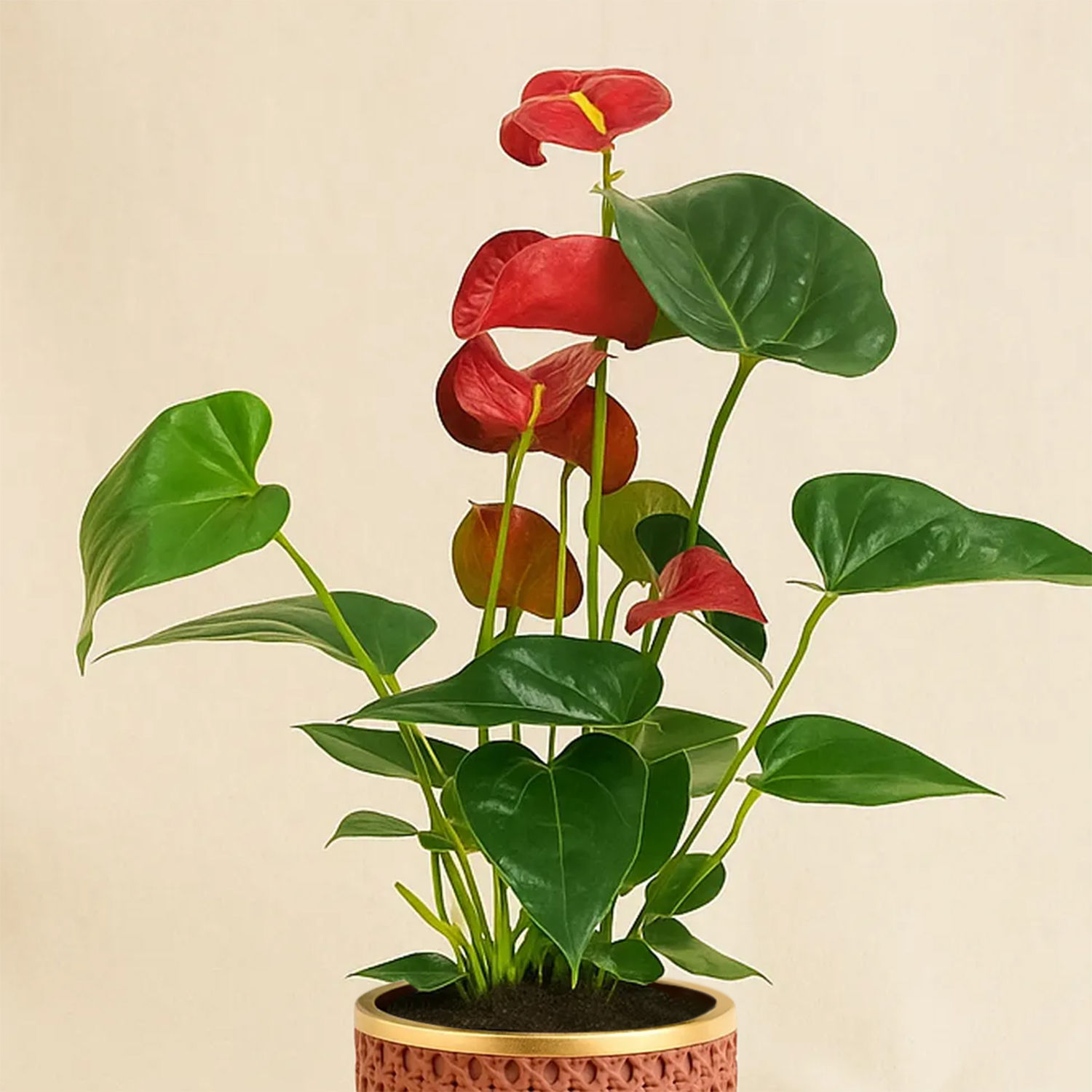 Online Red Anthurium In Ceramic Pot Gift Delivery in Singapore - FNP