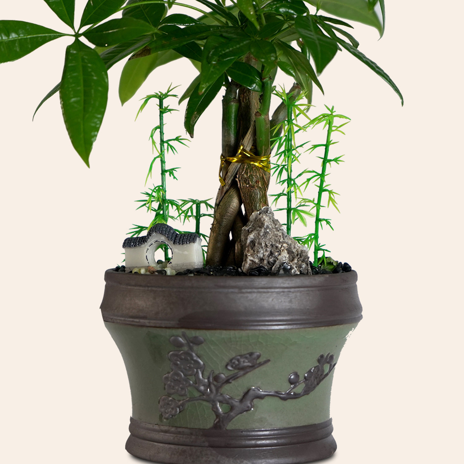 Online Pachira Plant Gift Delivery in Singapore - FNP